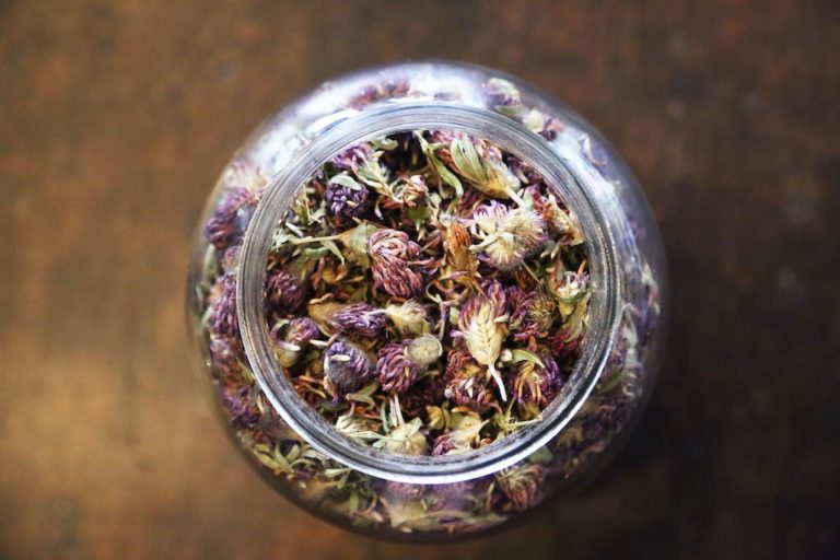 Artemisia and Rue: Tea for Health and Happiness- 303 Magazine