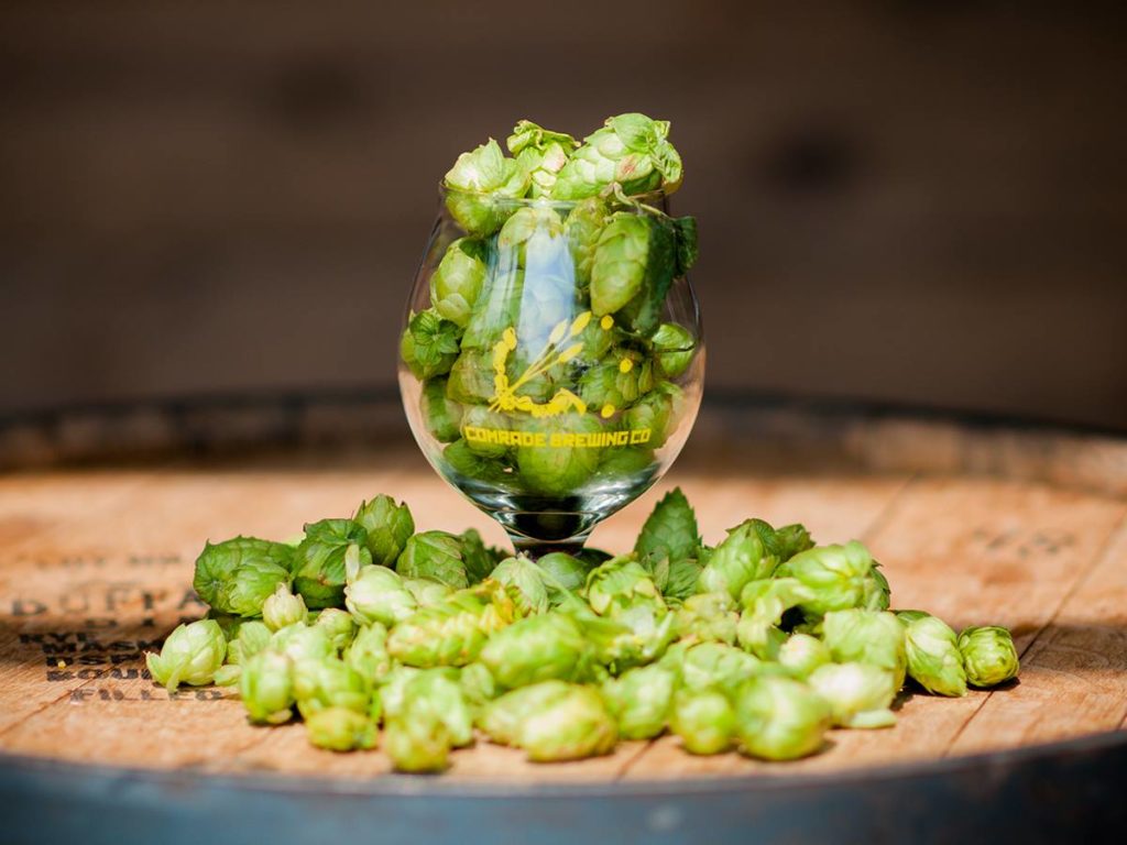 The Best Colorado IPAs To Drink Right Now - 303 Magazine