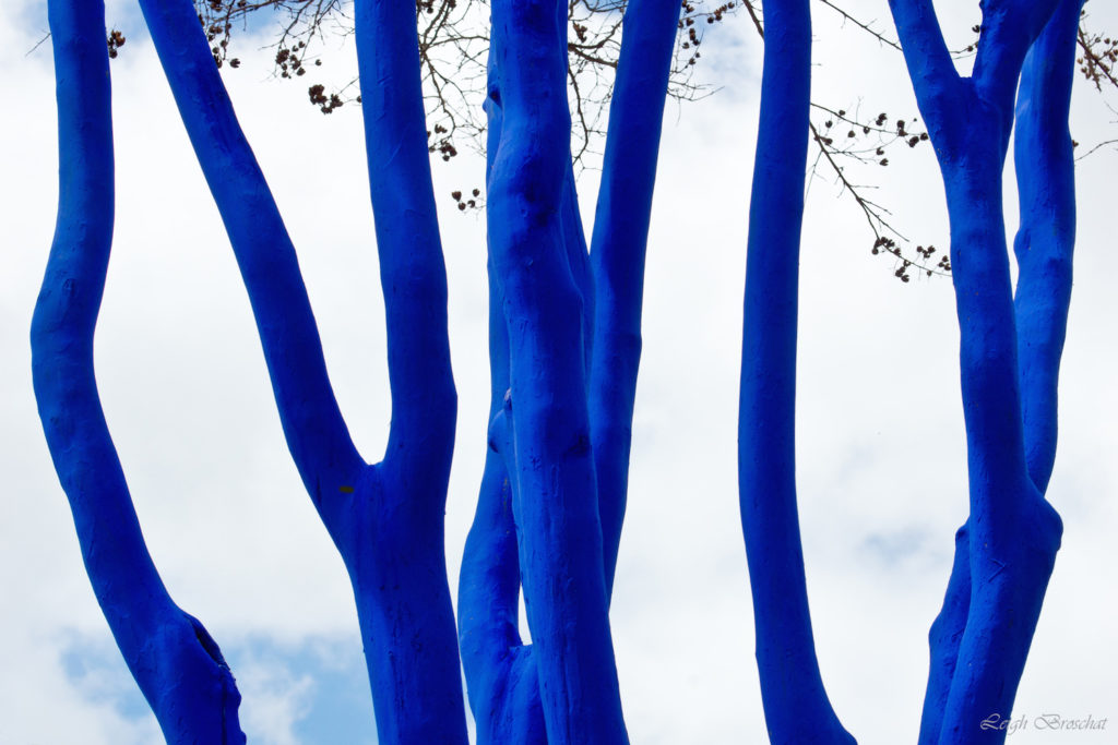 Downtown Denver Trees Will Turn Blue This April - 303 Magazine