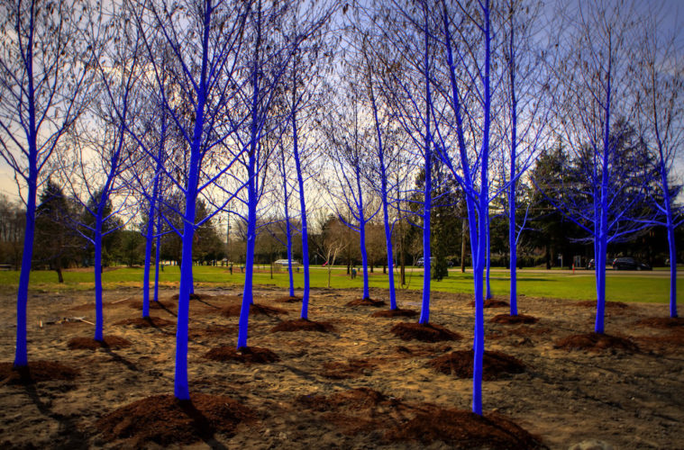 Downtown Denver Trees Will Turn Blue This April - 303 Magazine