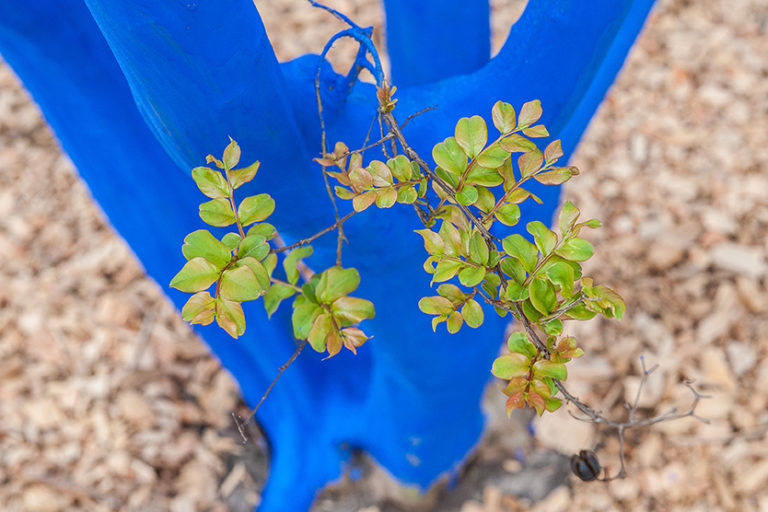 Downtown Denver Trees Will Turn Blue This April - 303 Magazine