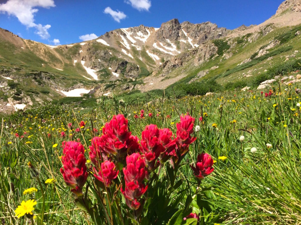 9 Best Hikes to See Wildflowers This Spring and Summer - 303 Magazine