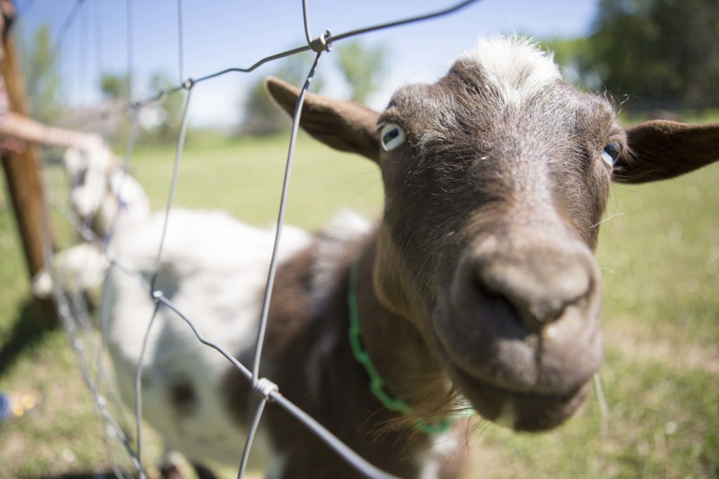 We Tried It- Farm-to-Table Goat Cheesemaking Class