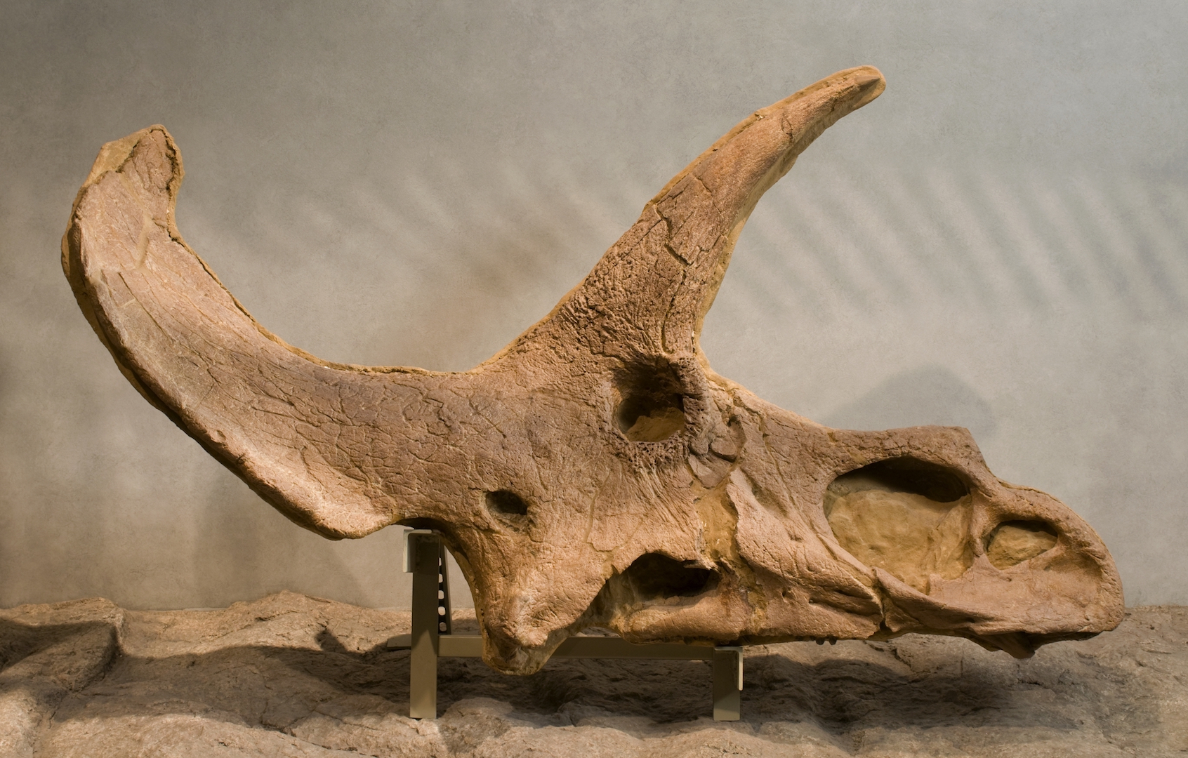 It s Confirmed A Rare Dinosaur Fossil Was Found In Thornton 303 