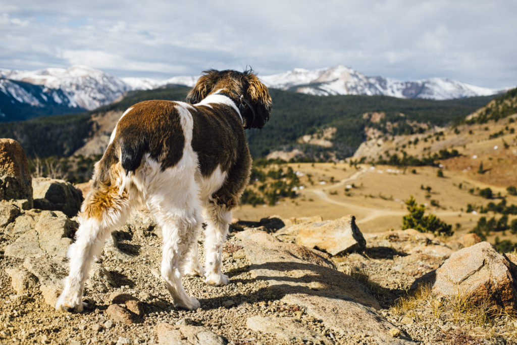 These are the Top Dog Names in Denver This Year - 303 Magazine