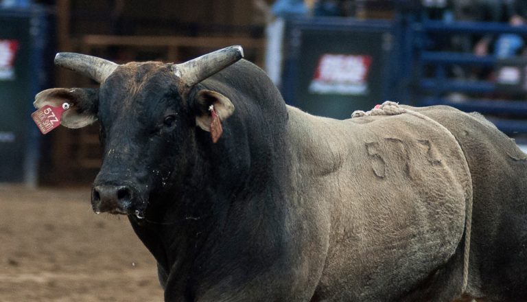 The National Western Stock Show Returns for Its 113th Year - 303 Magazine