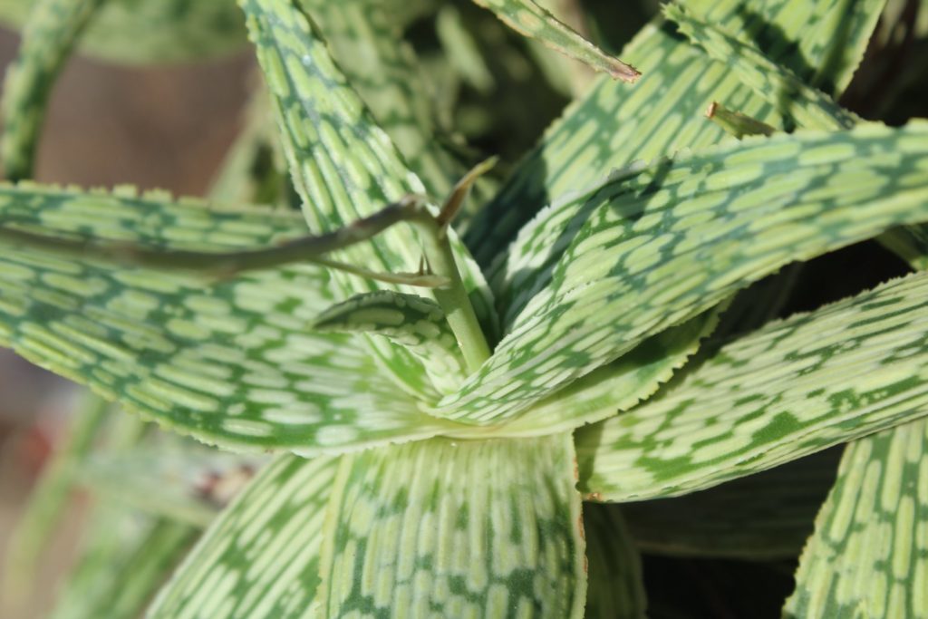 DocuWest and 28 Things to do in Denver this week - 303 Magazine