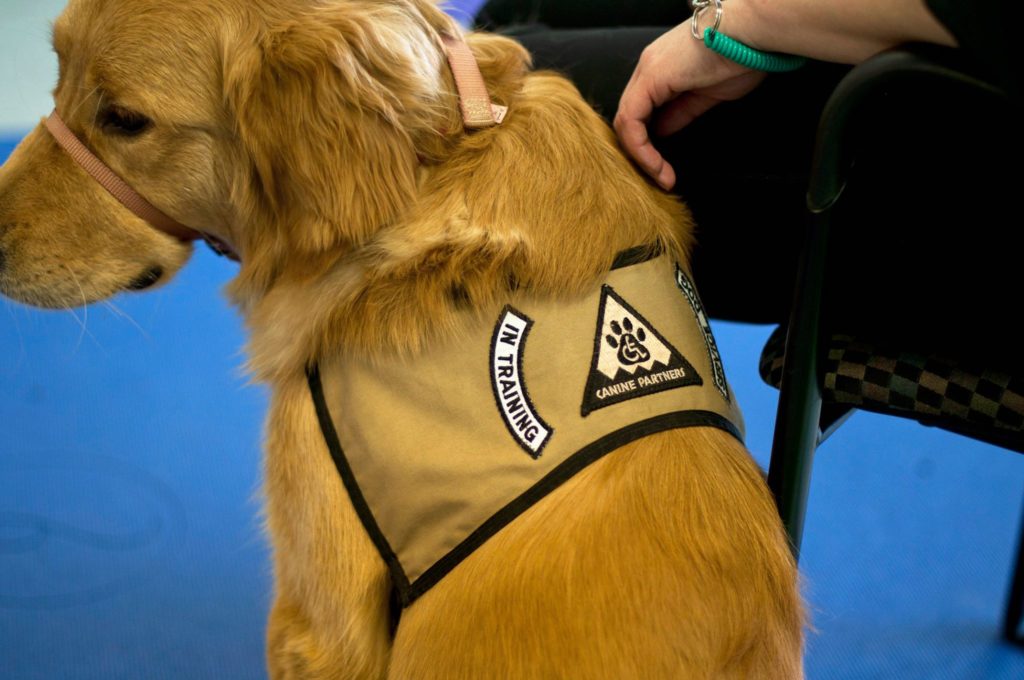 The Real Danger of Faking a Service Animal - 303 Magazine