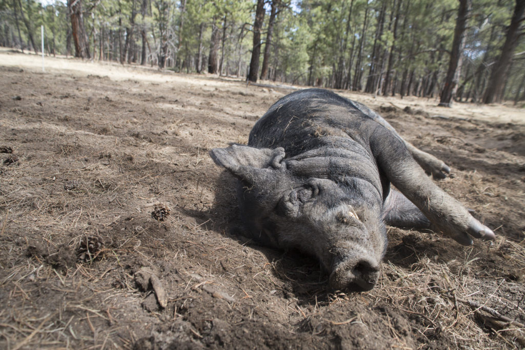 An Inside Look at One of Denver Restaurants' Favorite Ranches - Corner ...