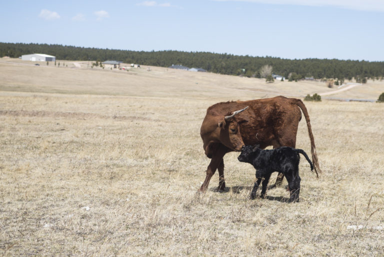 An Update on Colorado Agriculture - Farmers and Ranchers Respond to ...