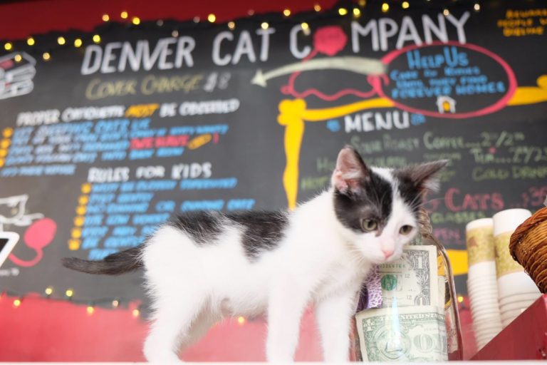 A Cat Lovers Convention Featuring Famous Felines is Coming to Denver ...