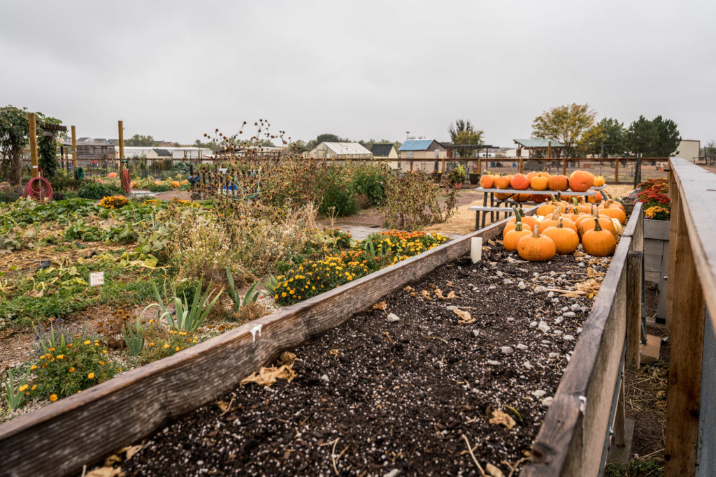 An Update on Colorado Agriculture - Farmers and Ranchers Respond to ...