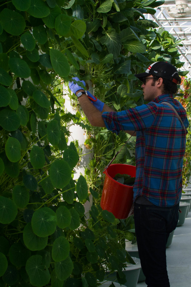 A Look Inside RiNo's Rooftop Urban Farm - 303 Magazine
