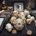 Samurai Pop-up and 31 Things to Do in Denver This Week - 303 Magazine