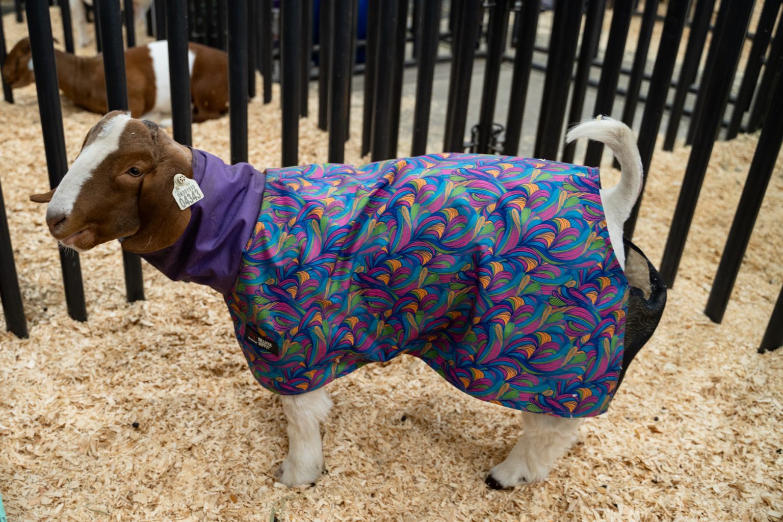 Denver’s Best Dressed: Standout Looks from the National Western Stock ...