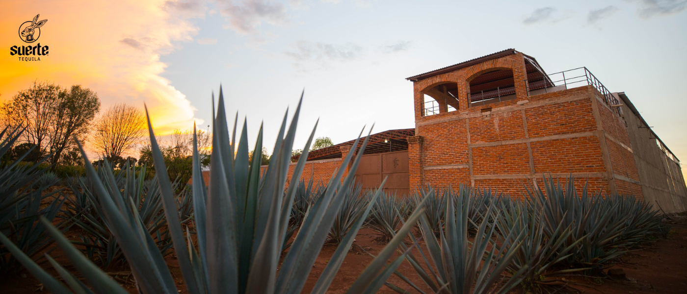 Suerte Tequila: Get Lucky with Colorado’s Rabbit-Backed Spirit - 303 ...