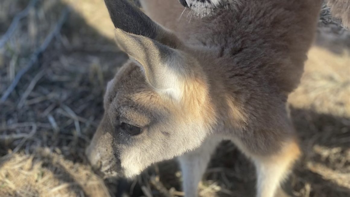 15 Things To Do in Denver This Labor Day Weekend 8/27 - 8/31 - 303 Magazine